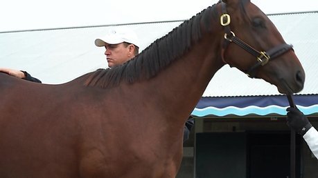 The Importance of American Mares for Australia & New Zealand